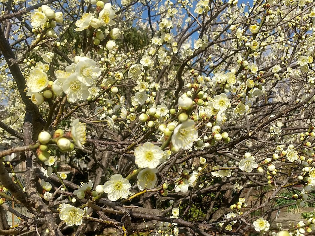 Turf-Runner 馬のち花、ときどき犬